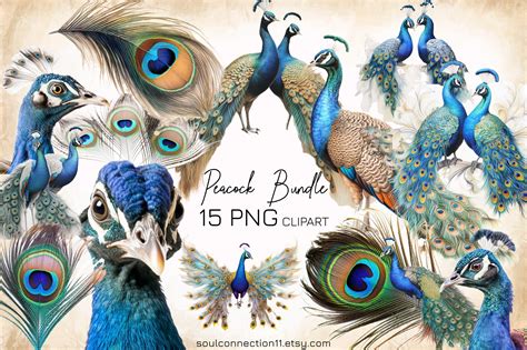 Peacock Png Clipart Peacocks And Feathers Bundle Sublimation Etsy