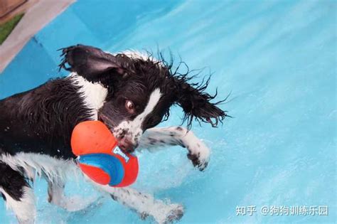 狗狗甩动身体真的那么简单么 知乎