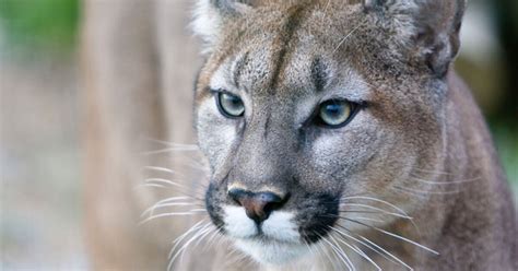 Fwc Says Florida Panther Population Increasing