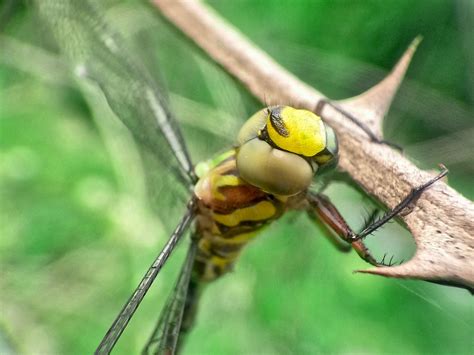 Dragonfly Bug Free Photo On Pixabay Pixabay