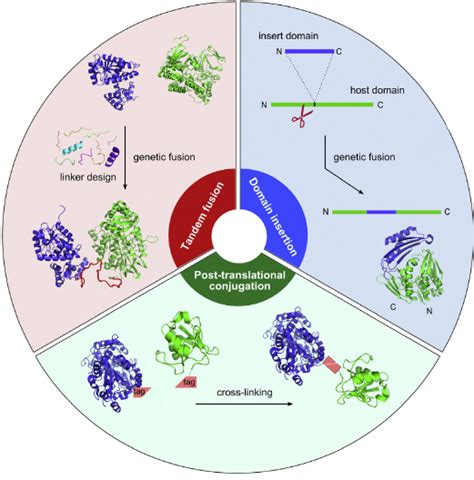 Fusion Proteins Overview Sino Biological