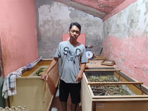 Dibantu Baznas Ternak Jangkrik Panglima Sampang Semakin Berkembang