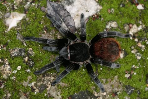 Theraphosidae Brachypelma B