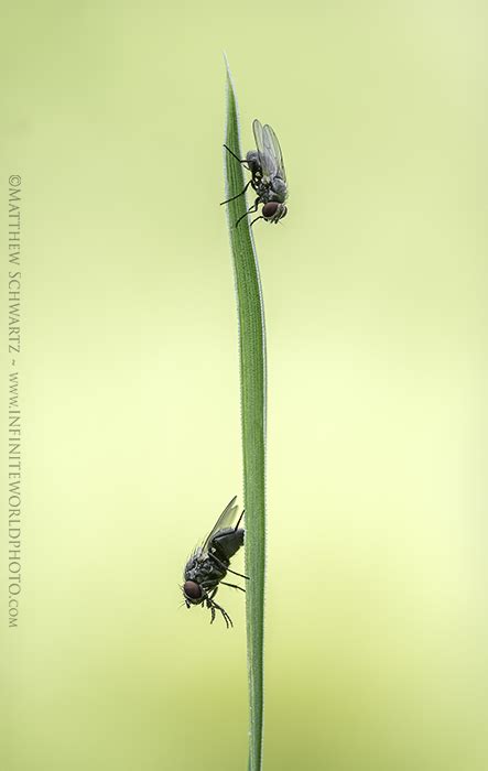 Mrs Lm Stack Web V H Iwm Nature Photography Mastery