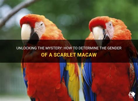 Unlocking The Mystery How To Determine The Gender Of A Scarlet Macaw