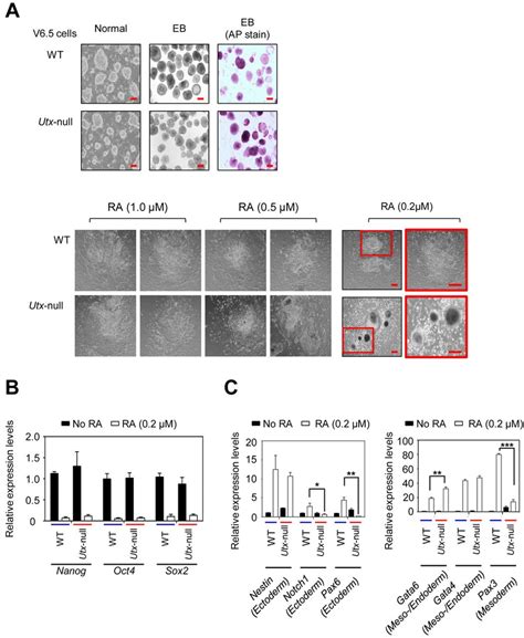 Utx Loss Impedes Ra Driven Mouse Esc Differentiation A Microscopy
