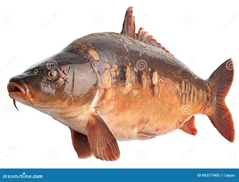 Mirror Carp River Fish Stock Image Image Of Carp Mirror 60377405