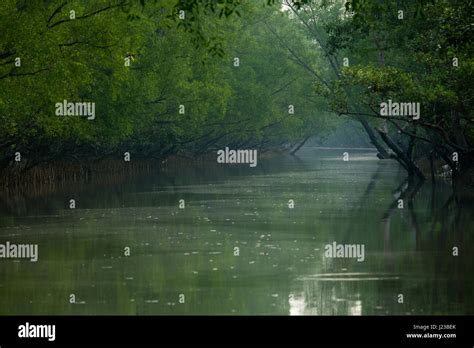 View Of The Sundarbans A Unesco World Heritage Site And A Wildlife