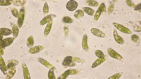 How Are Viruses Different From Eukaryotic Cells The Key Differences Travelling Apples