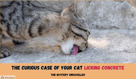 Why Is My Cat Licking Concrete At Patti Smart Blog