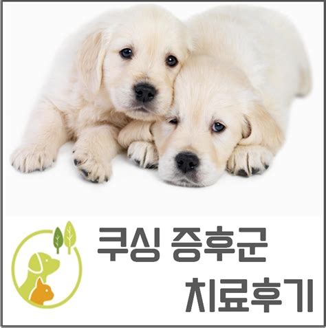 강아지 쿠싱증후군부신피질기능항진증의 증상진단과 치료 네이버 블로그