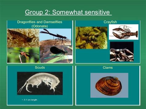 Benthic Macroinvertebrates
