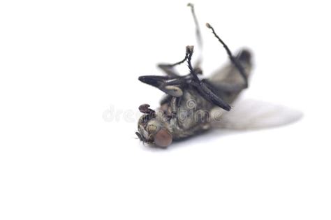 Dead Fly 2 Stock Image Image Of Pest Dead White Loss 776043