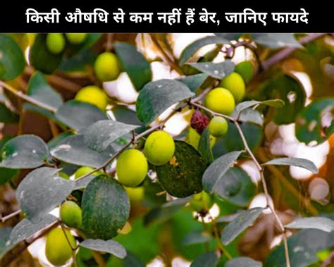 10 Health Benefits Of Ber In Hindi किसी औषधि से कम नहीं हैं बेर जानिए