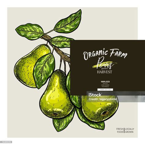 배의 손으로 그린 배너 여름 수확 벡터 컬러 빈티지 인그레이빙 스타일입니다 가을 정원 과일과 열매 가을 휴가 전단지 추수 감사절 농장 축제 식품 시장 디자인 배에 대한 스톡