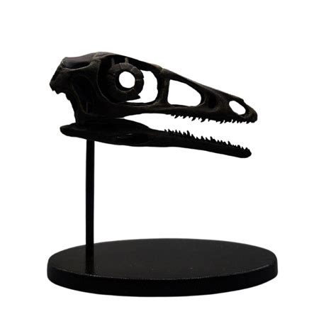 Compsognathus Skull Sculpt Fossil Crates