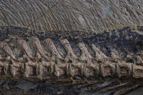 Worlds Biggest T Rex Discovered In Canada