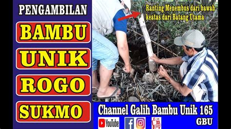 Bambu Unik Rogo Sukma YouTube