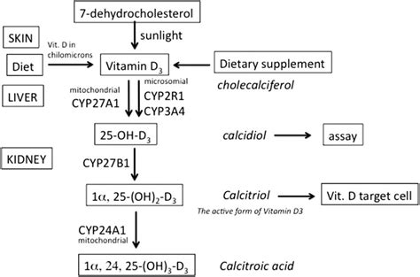 Schematic Representation Of The Metabolic Pathway Leading To The