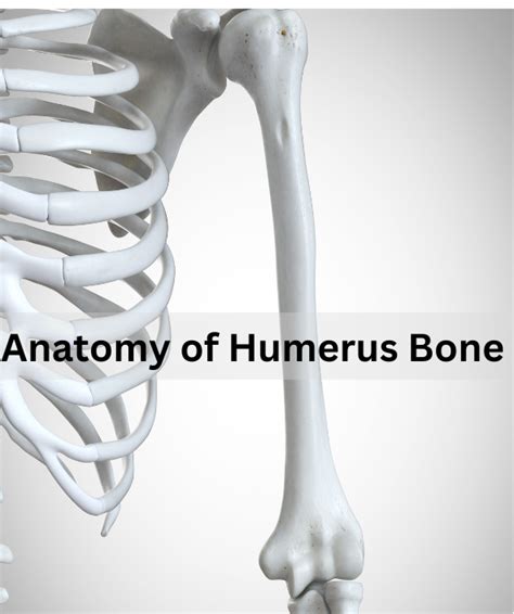 Humerus Bone Diagram Beef Cattle Discovery Skeletal Humerus