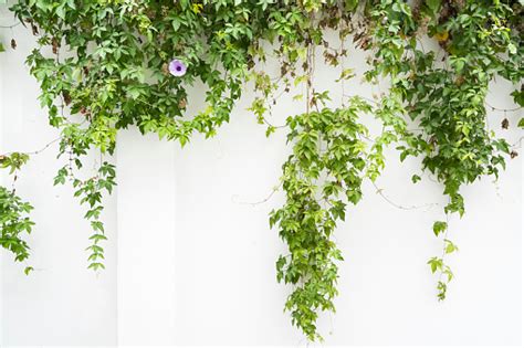 나팔꽃은 복사 공간이 있는 흰색 배경에 분리된 녹색 잎이 있습니다 기는 식물 모방하기에 대한 스톡 사진 및 기타 이미지 모방하기 배경 주제 여름 Istock