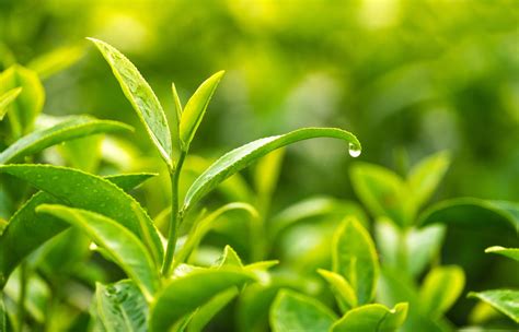 Зелен Чай (Camellia sinensis)