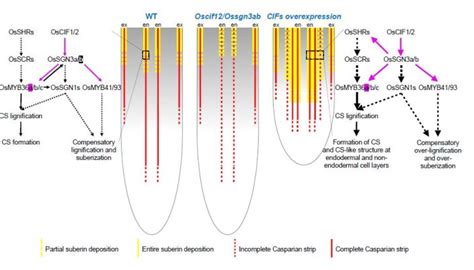Casparian Strip Formation At Root Endodermal And Non Endodermal Cell