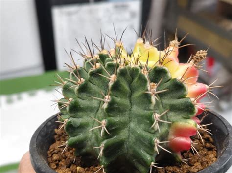 未使用多肉植物 サボテン ギムノカリキウム緋牡丹錦mihanovichii hybの落札情報詳細 ヤフオク落札価格検索 オークフリー