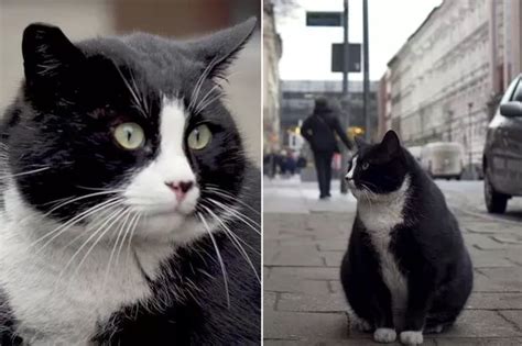 Mum Warns Of Mysterious Deadly Illness That Killed Puppy Within Days Of