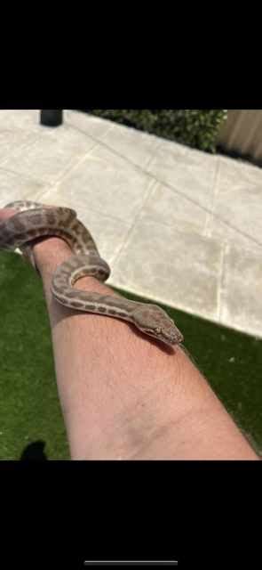 Stimson Python 4 Years Old Male Reptiles And Amphibians Gumtree Australia Wanneroo Area Two