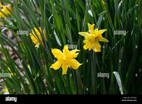 Wild Double Daffodils Growing In A Hedgerow Double Narcissus Yellow
