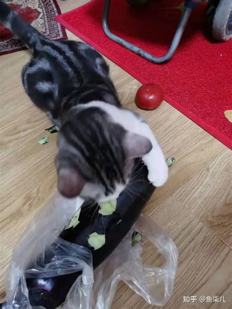 猫咪为什么会经常打架呢 知乎
