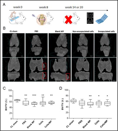 Validation Of Oa In A Rabbit Model Aclt Causes Significant Tibial
