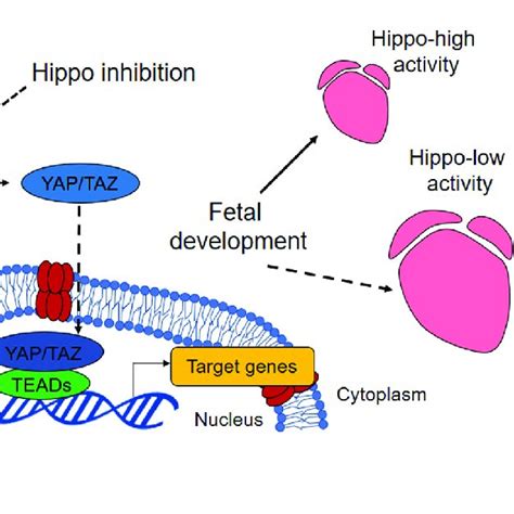 The Role Of Hippo Pathway In Heart Development And Homeostasis A