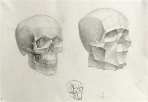 Череп человека рисунок поэтапно 58 фото