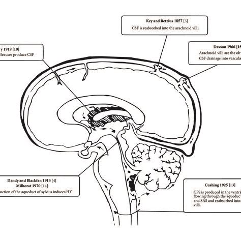 Evidences Supporting The Classic Model Of CSF Circulation Download Scientific Diagram