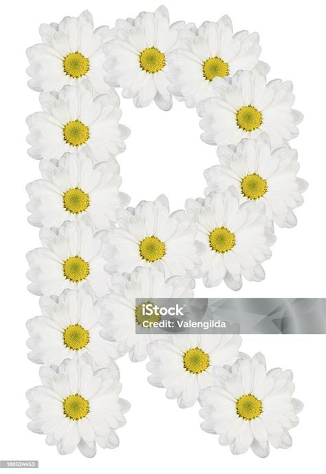 알파벳 R 0명에 대한 스톡 사진 및 기타 이미지 0명 국화 꽃 나무 Istock