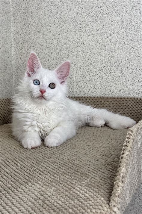 White Maine Coon Kittens Find Your Dream Kitten