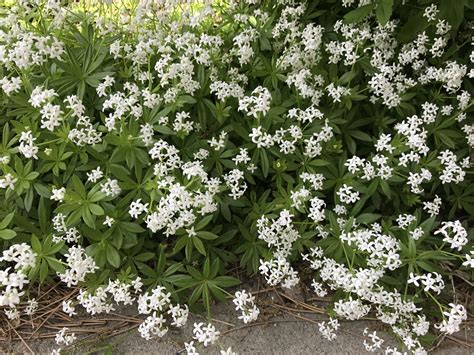 Sweet Woodruff Sweet Woodruff Garden Plants