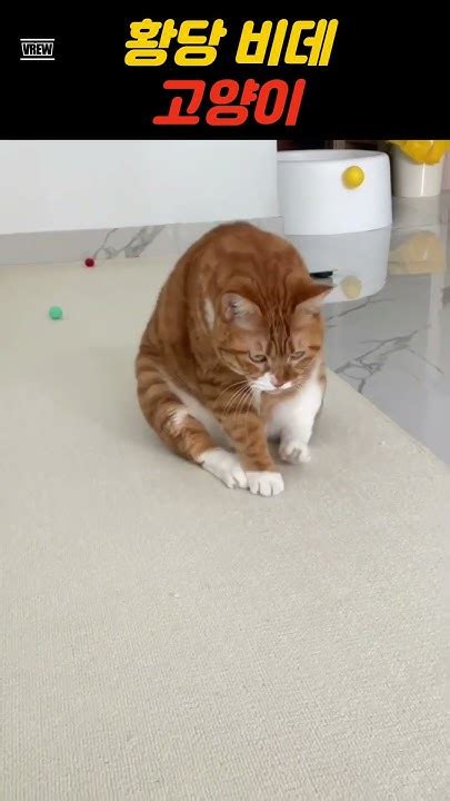 황당 비데 고양이 Shorts Youtube