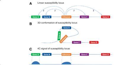 3d Nuclear Organization In Candidate Gene Identification A The Linear Download Scientific