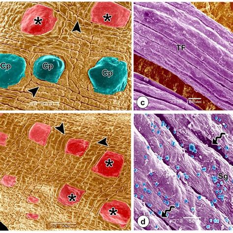 Micrographs Of The Ventral Surface Of The Lingual Apex A B And The