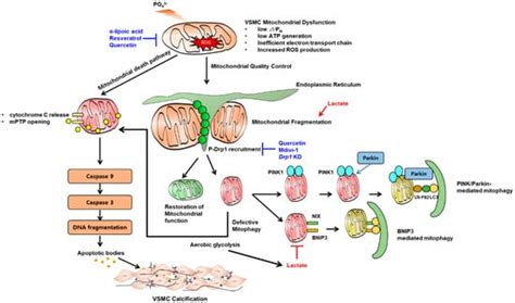 IJMS Special Issue Mechanisms Of Vascular Calcification