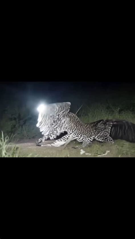 這是什麼動物 有人認識嗎