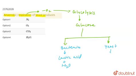 Anaerobic Respiration In Yeast