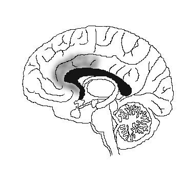 1 The Anterior Cingulate Cortex ACC Can Be Subdivided Into Two Parts Download Scientific