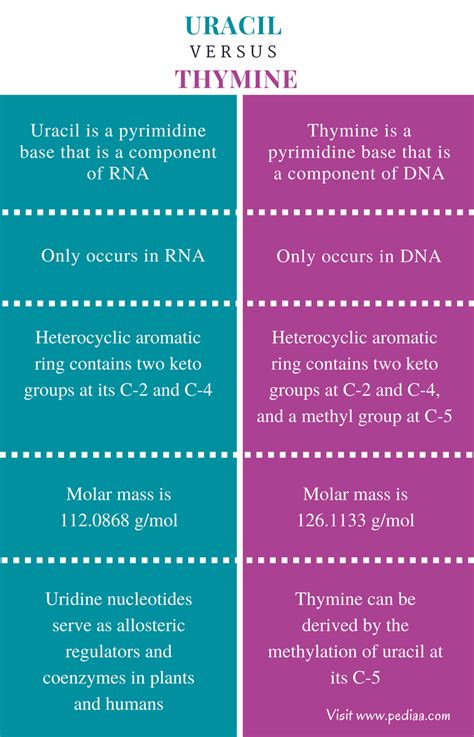 Difference Between Uracil And Thymine Definition Structure Characteristics