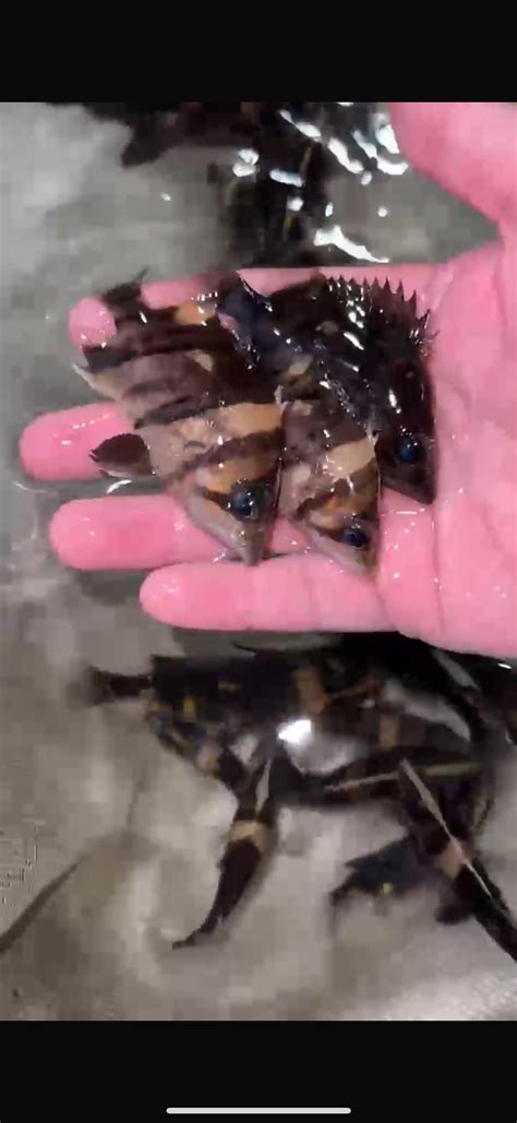 Mixed Bar Indo Datnoid Datnioides Microlepis Monsteraquariumonline