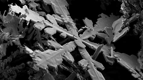 Scanning Electron Microscope Snowflake Scanning Electron Microscope Snowflake