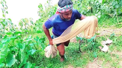 গ্রামের নদী থেকে জাল দিয়ে মাছ শিকার🐟 খেপলা জাল দিয়ে মাছ ধরা